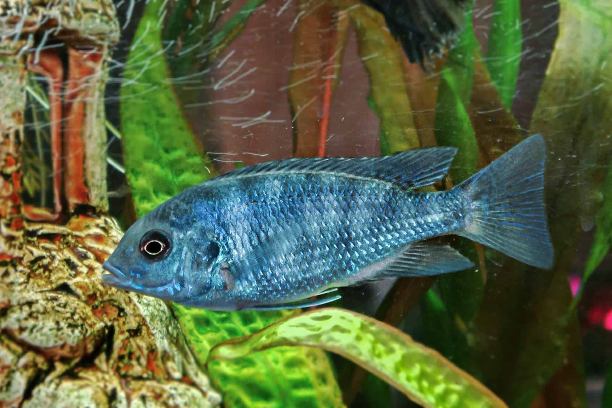 Blue Dolphin Cichlid: Species Profile & Care Guide
