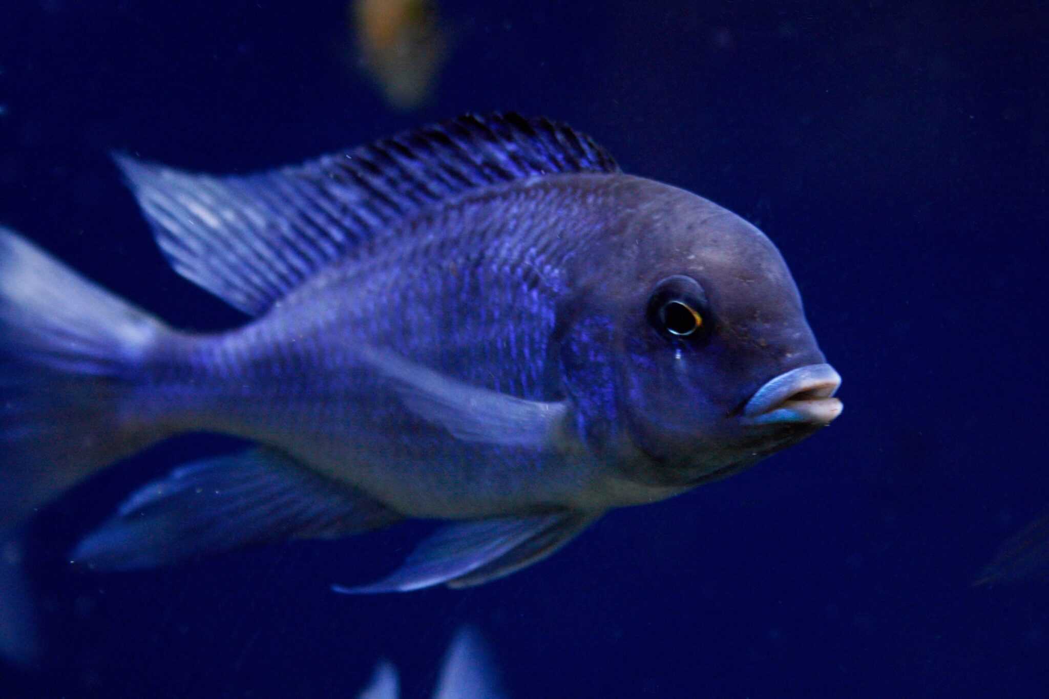 Blue Dolphin Cichlid: Species Profile & Care Guide