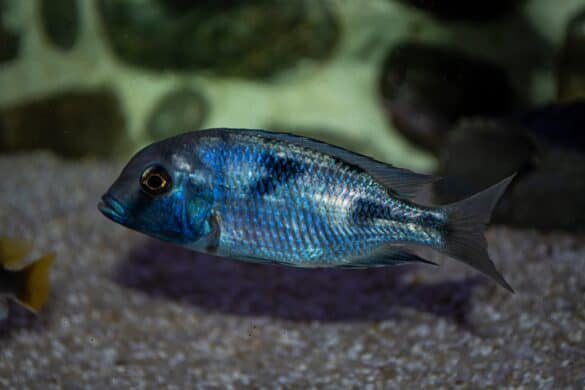 Sucker Fish: Species Info, Pictures & Care Guide