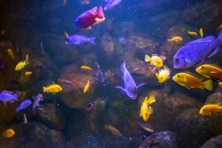 Blue Dolphin Cichlid: Species Profile & Care Guide