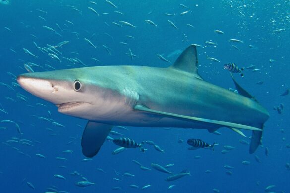 Ranking the 10 Fastest Sea Animals in the Ocean