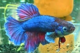 Cloudy Eye Fish Disease: Signs, Causes & Treatment