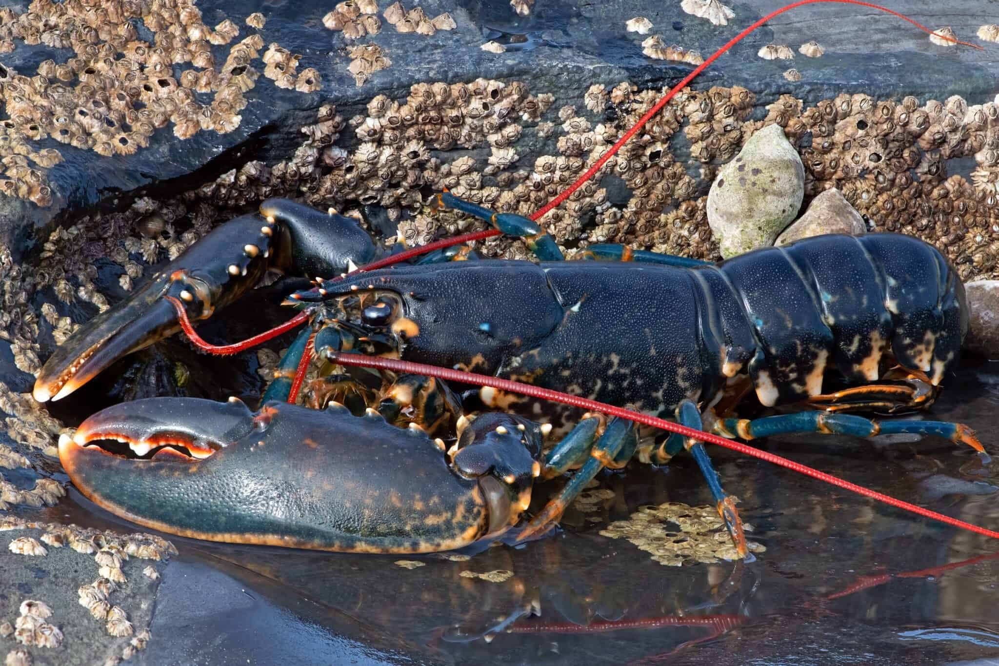 How Long Do Lobsters Live? - Are They Immortal?