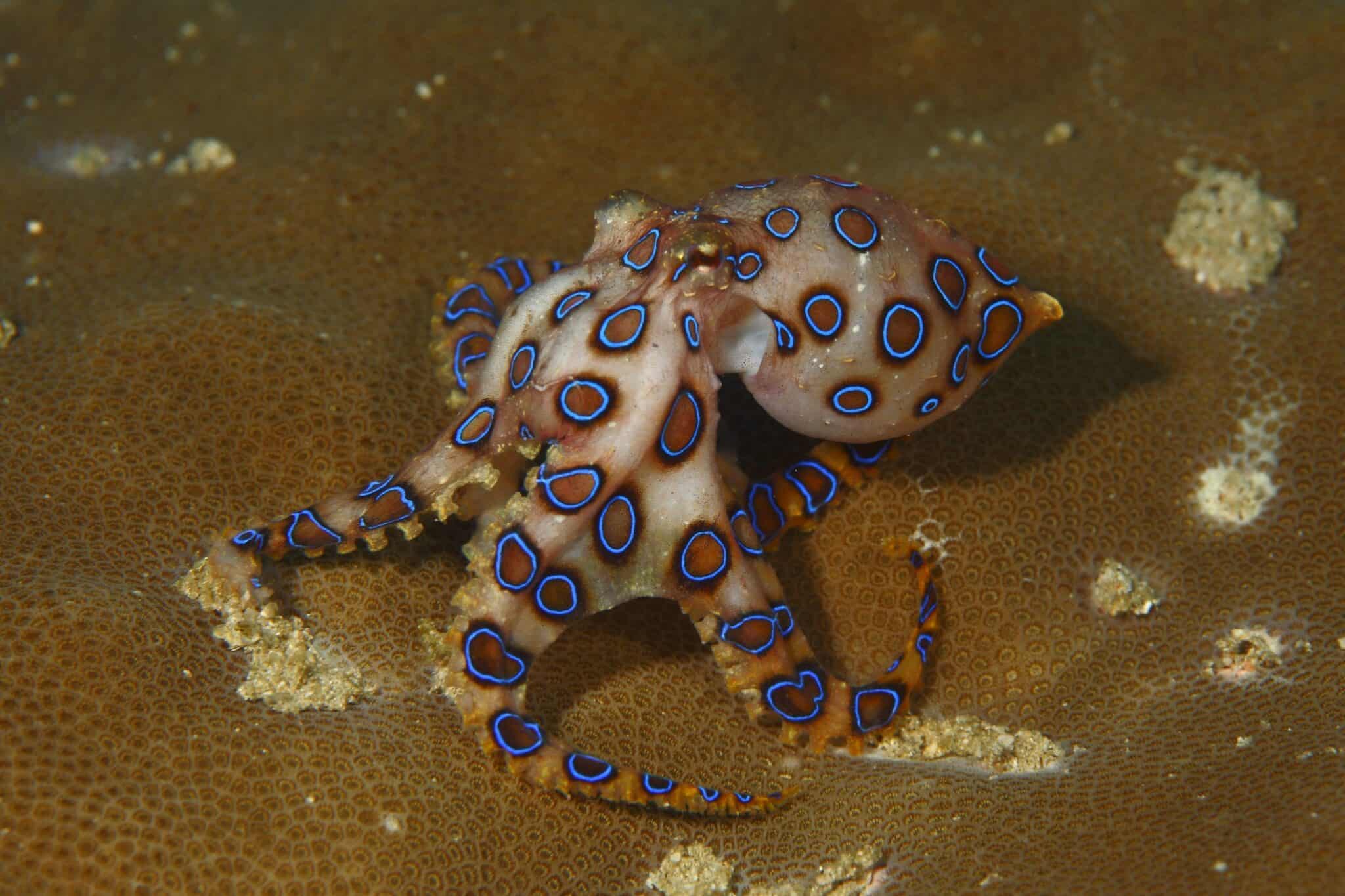 How Long Do Octopuses Live? (In the Wild & In Captivity)