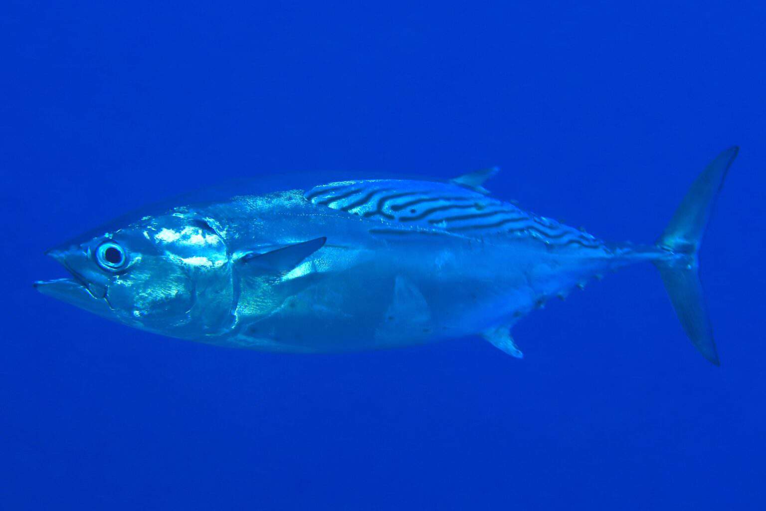 Ranking the 10 Fastest Sea Animals in the Ocean