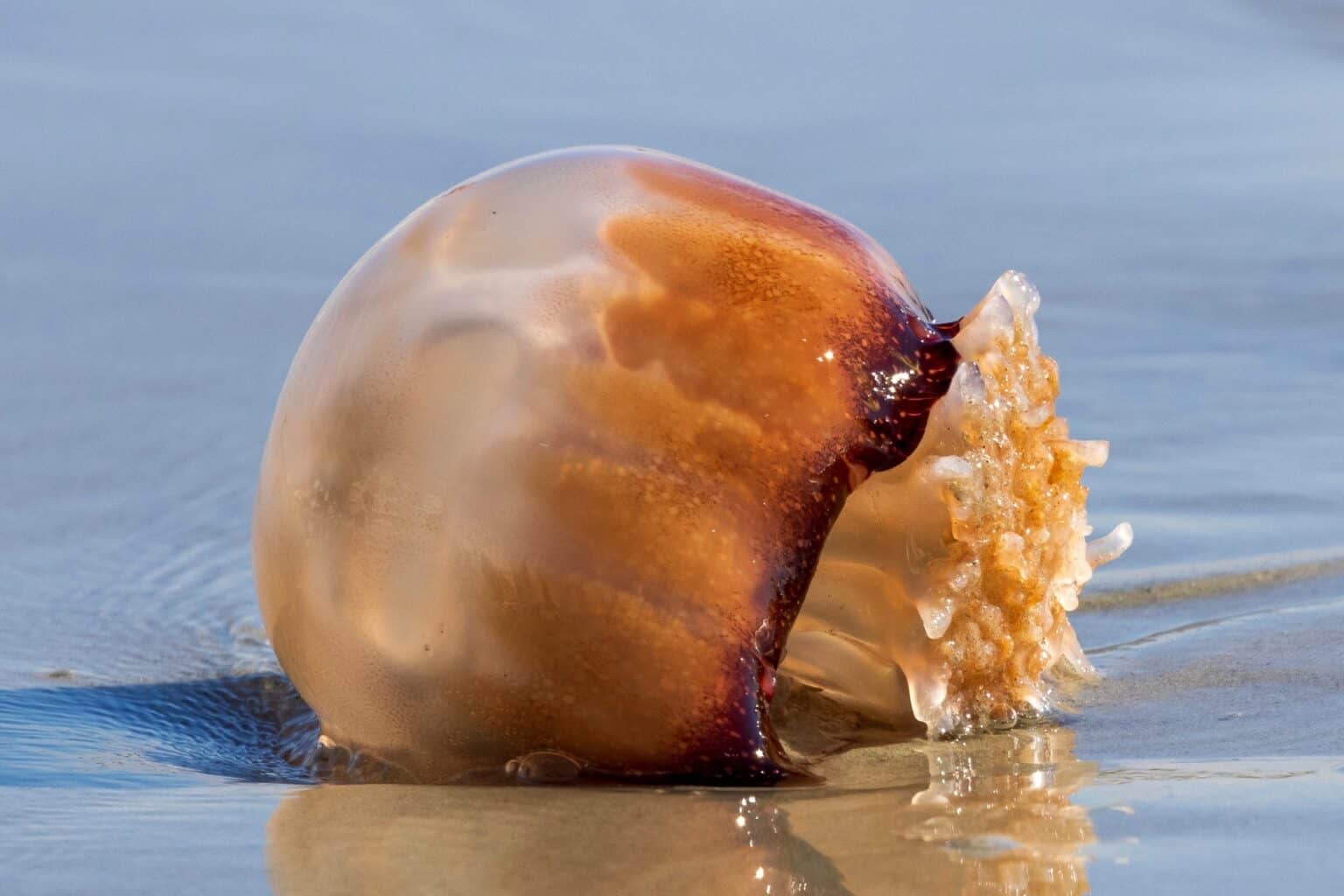 26 Different Types of Jellyfish in the Ocean