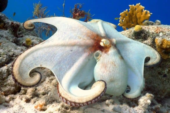 How Long Do Octopuses Live? (In the Wild & In Captivity)
