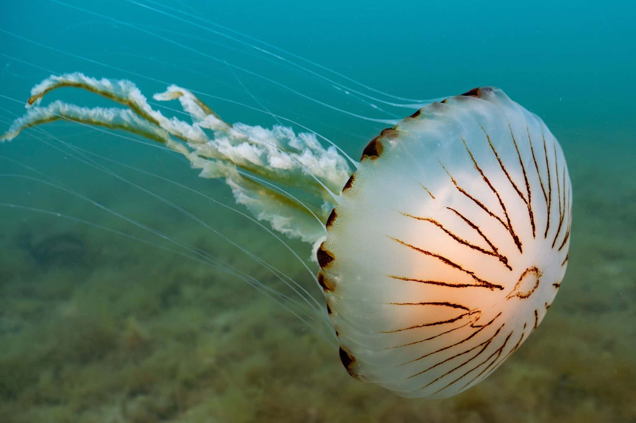 26 Different Types of Jellyfish in the Ocean