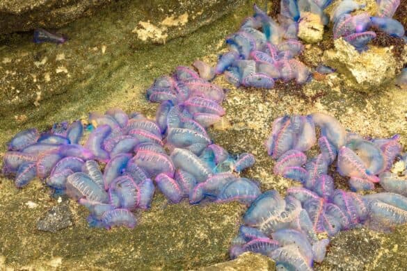 26 Different Types of Jellyfish in the Ocean 26 Different Types of Jellyfish in the Ocean