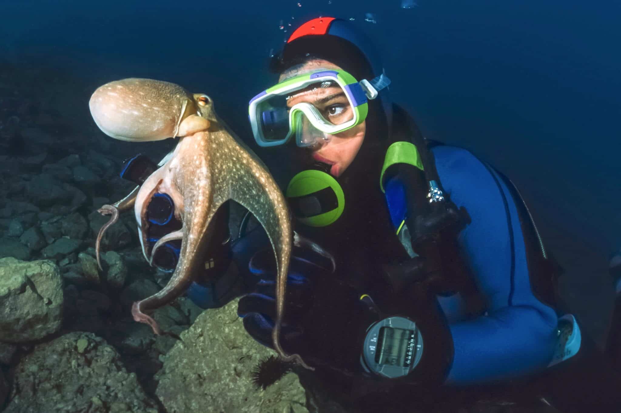 Are Octopuses Dangerous? (to Humans and Other Animals)