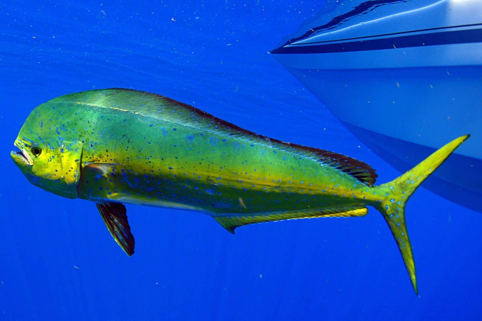 Ranking the 10 Fastest Sea Animals in the Ocean