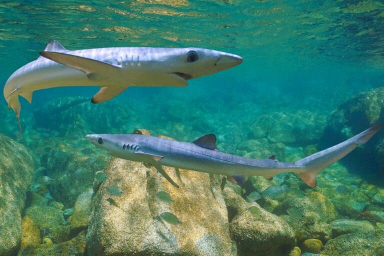 Ranking the 10 Fastest Sea Animals in the Ocean