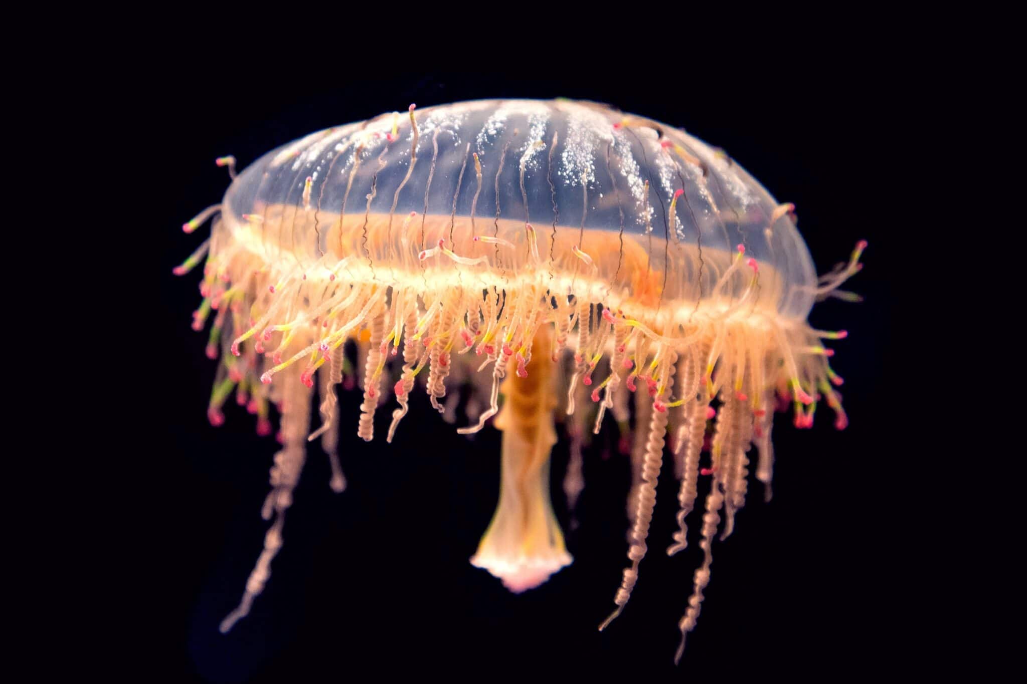 26 Different Types of Jellyfish in the Ocean