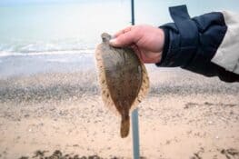 Freshwater Flounder: Species Profile & Care Guide
