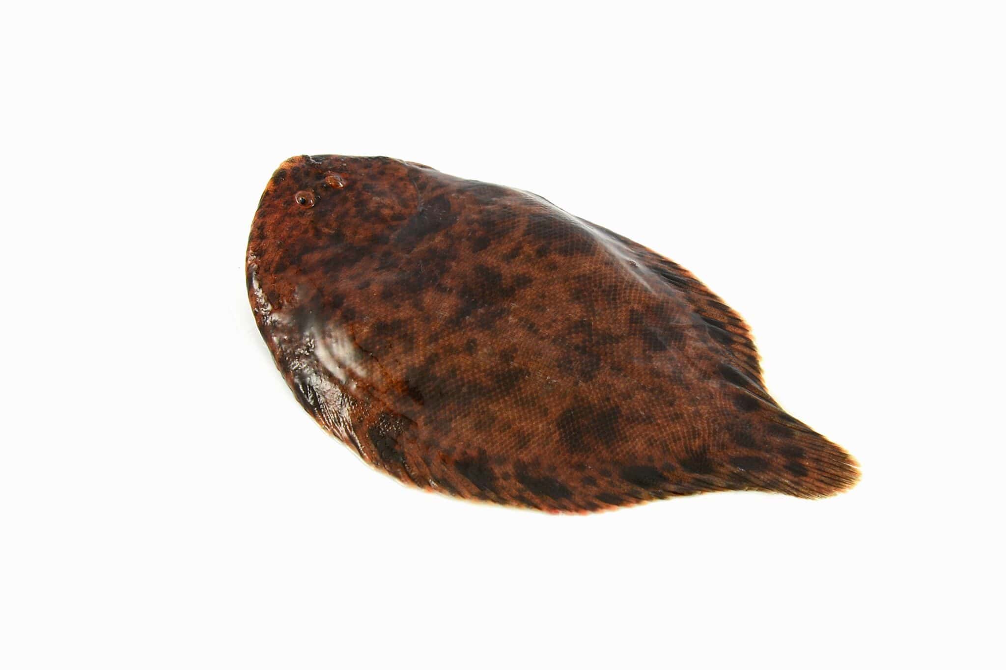 Freshwater Flounder: Species Profile & Care Guide