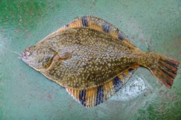 Freshwater Flounder: Species Profile & Care Guide