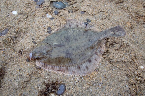 Freshwater Flounder: Species Profile & Care Guide