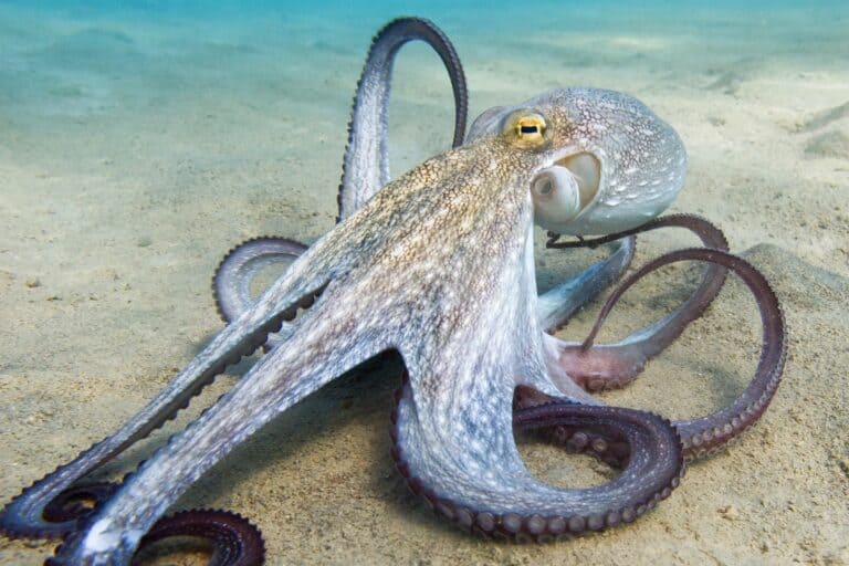 How Long Do Octopuses Live? (In the Wild & In Captivity)