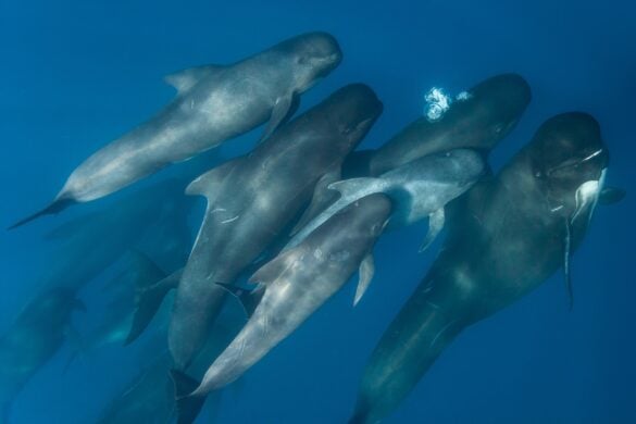 Ranking the 10 Fastest Sea Animals in the Ocean