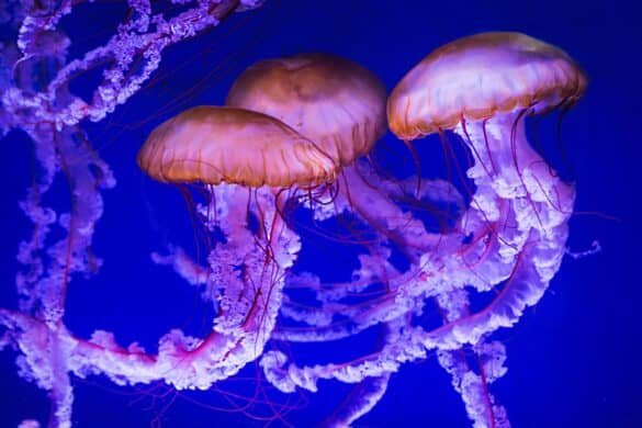 11 Different Jellyfish Colors Explained