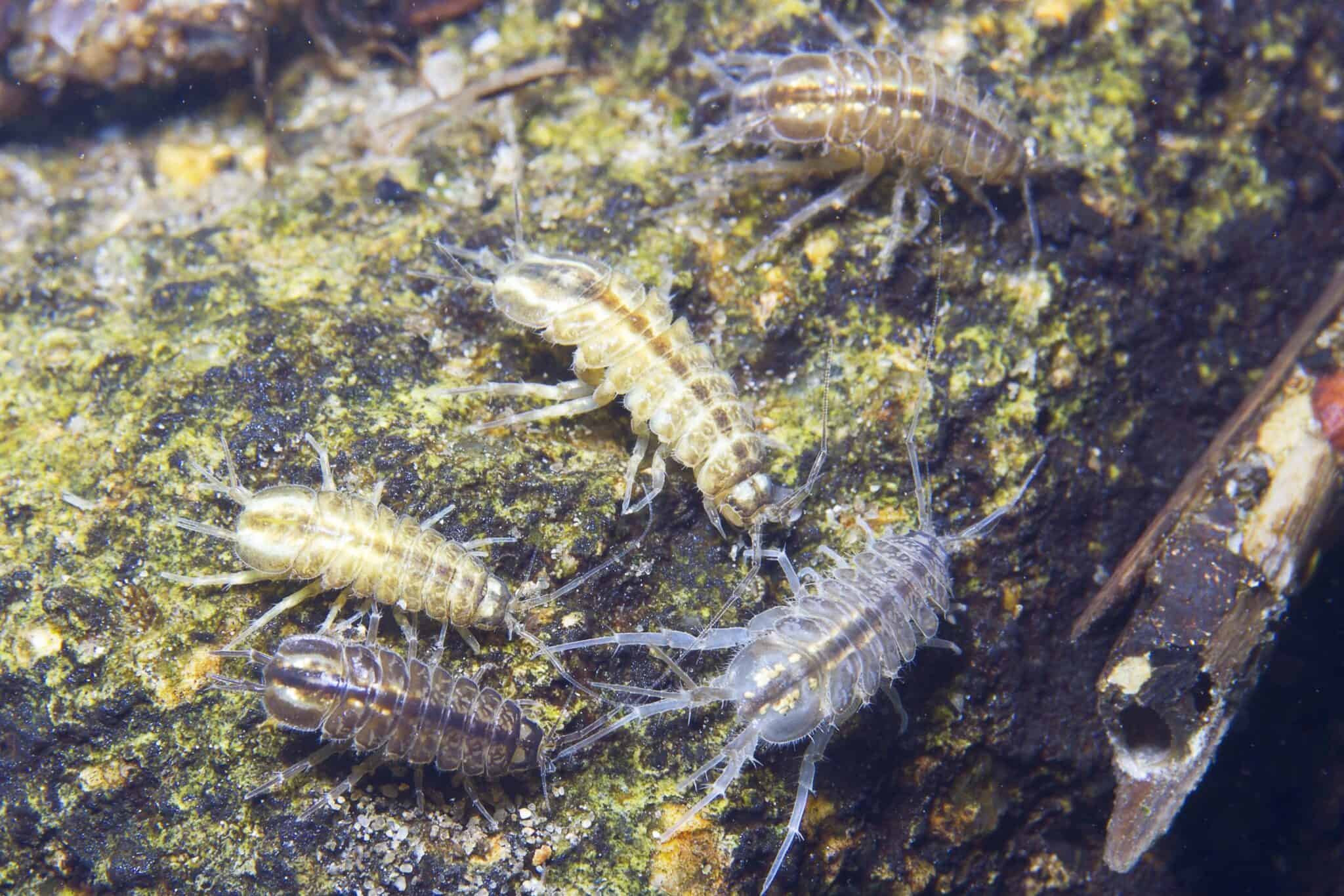 Scuds in Aquarium: What Are Scuds & Tips to Control Them