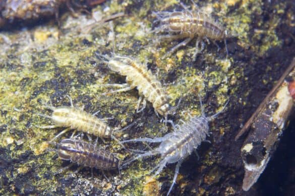 Scuds in Aquarium: What Are Scuds & Tips to Control Them