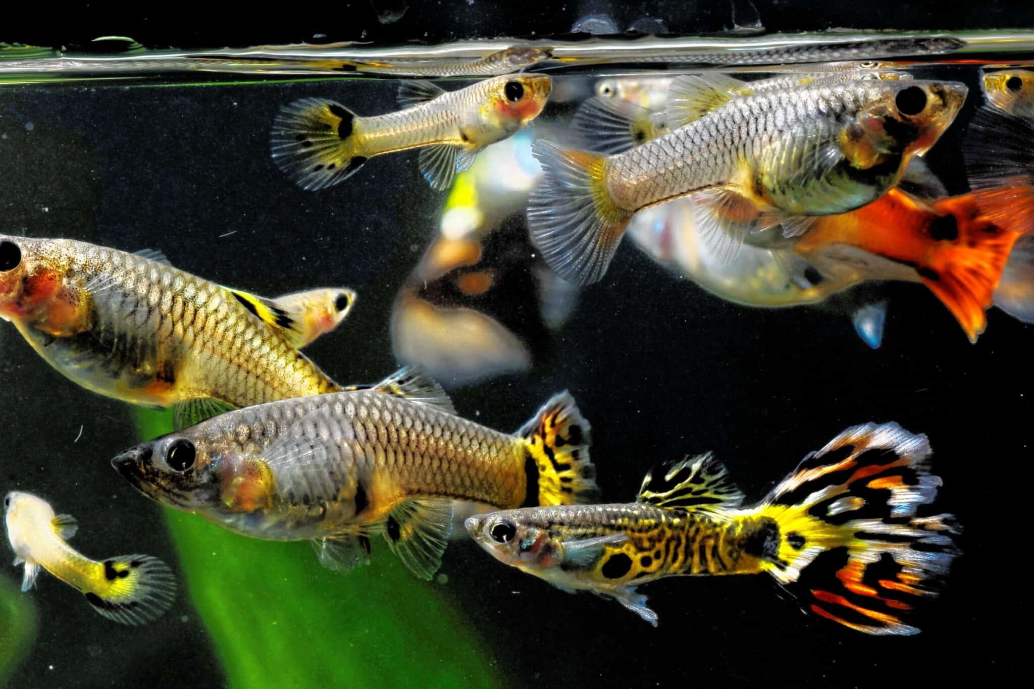 Freshwater Flounder: Species Profile & Care Guide