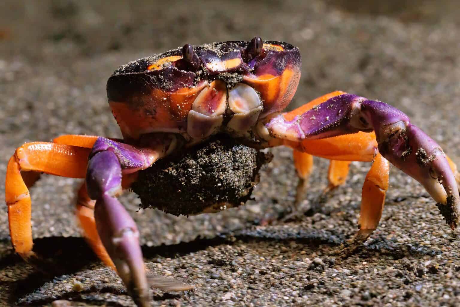 Halloween Moon Crab: A Complete Guide & Pictures
