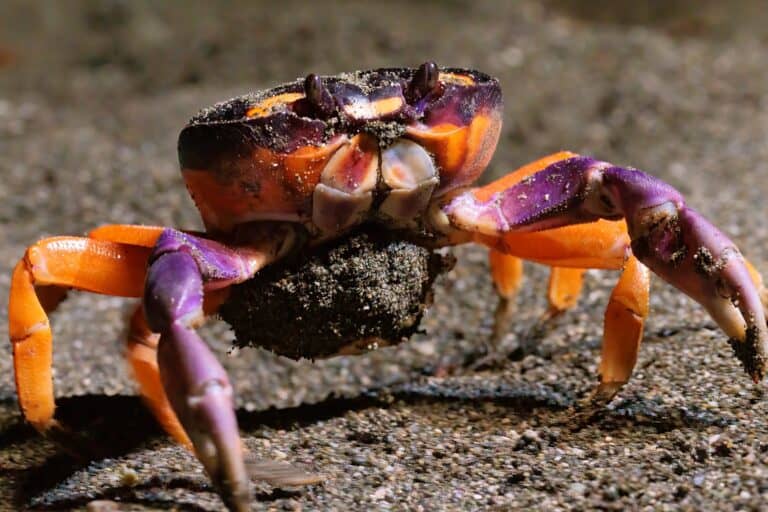 Halloween Moon Crab: A Complete Guide & Pictures