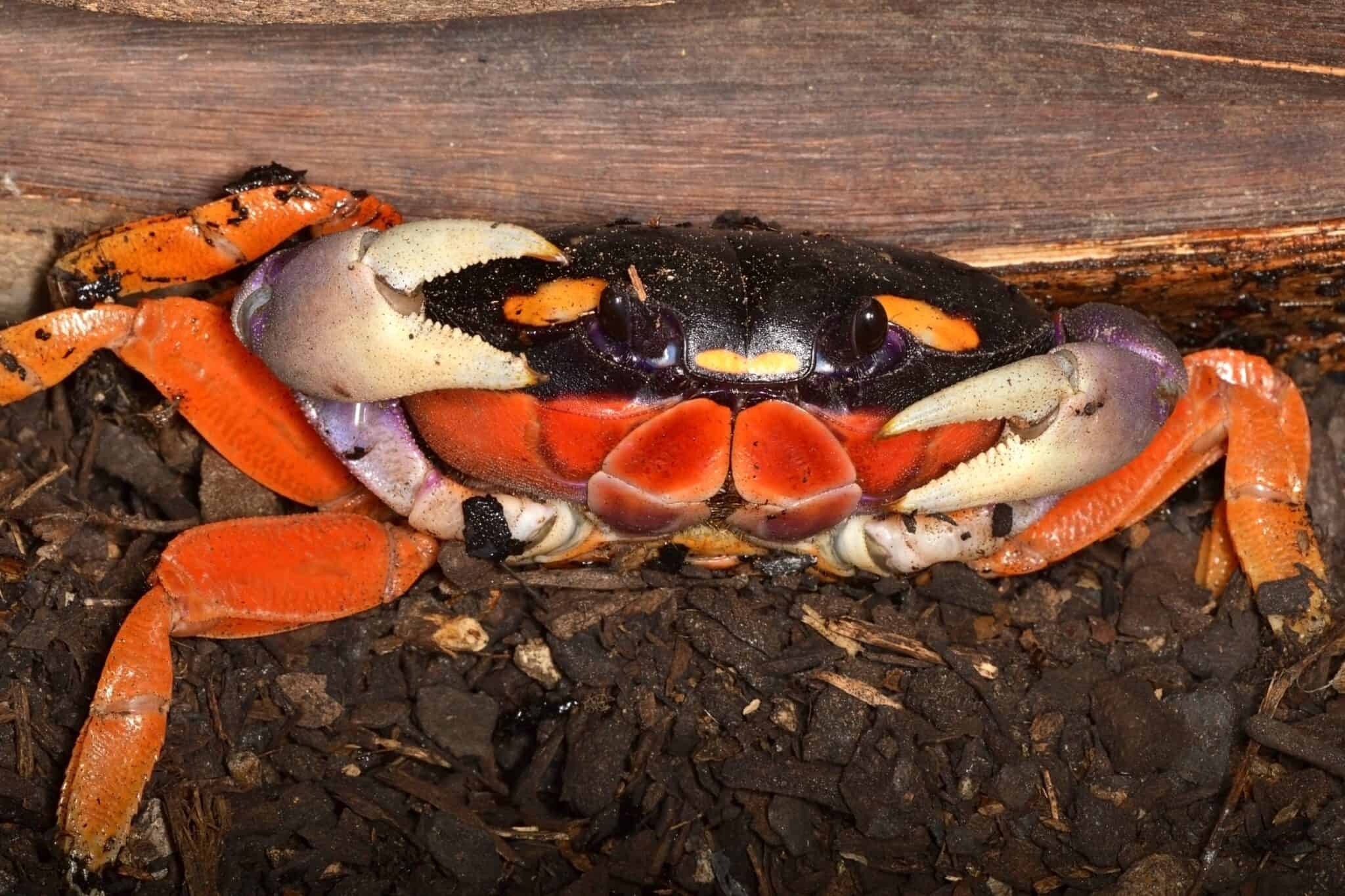 Halloween Moon Crab: A Complete Guide & Pictures