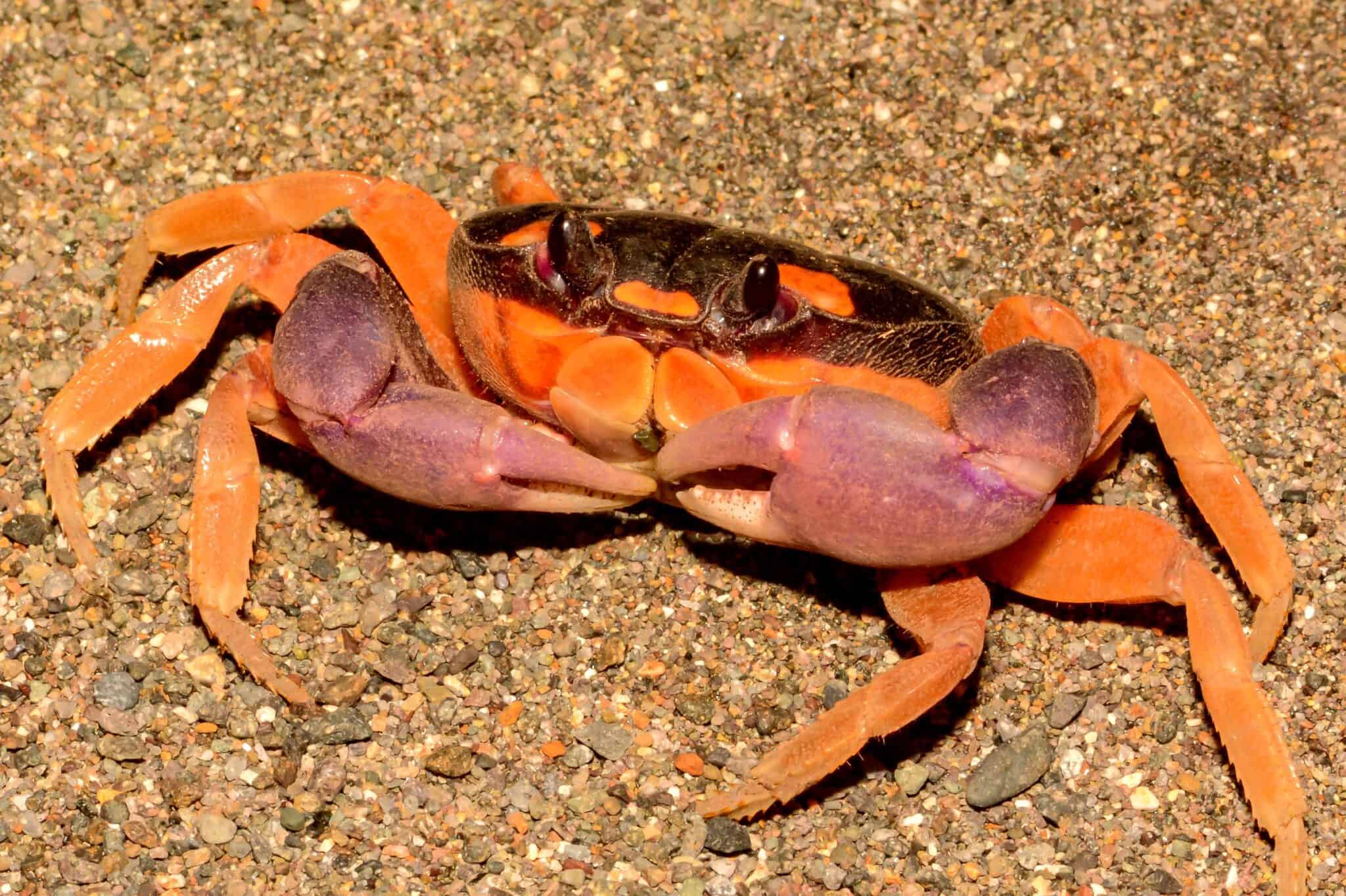 Halloween Moon Crab: A Complete Guide & Pictures