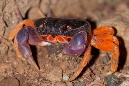 Halloween Moon Crab: A Complete Guide & Pictures