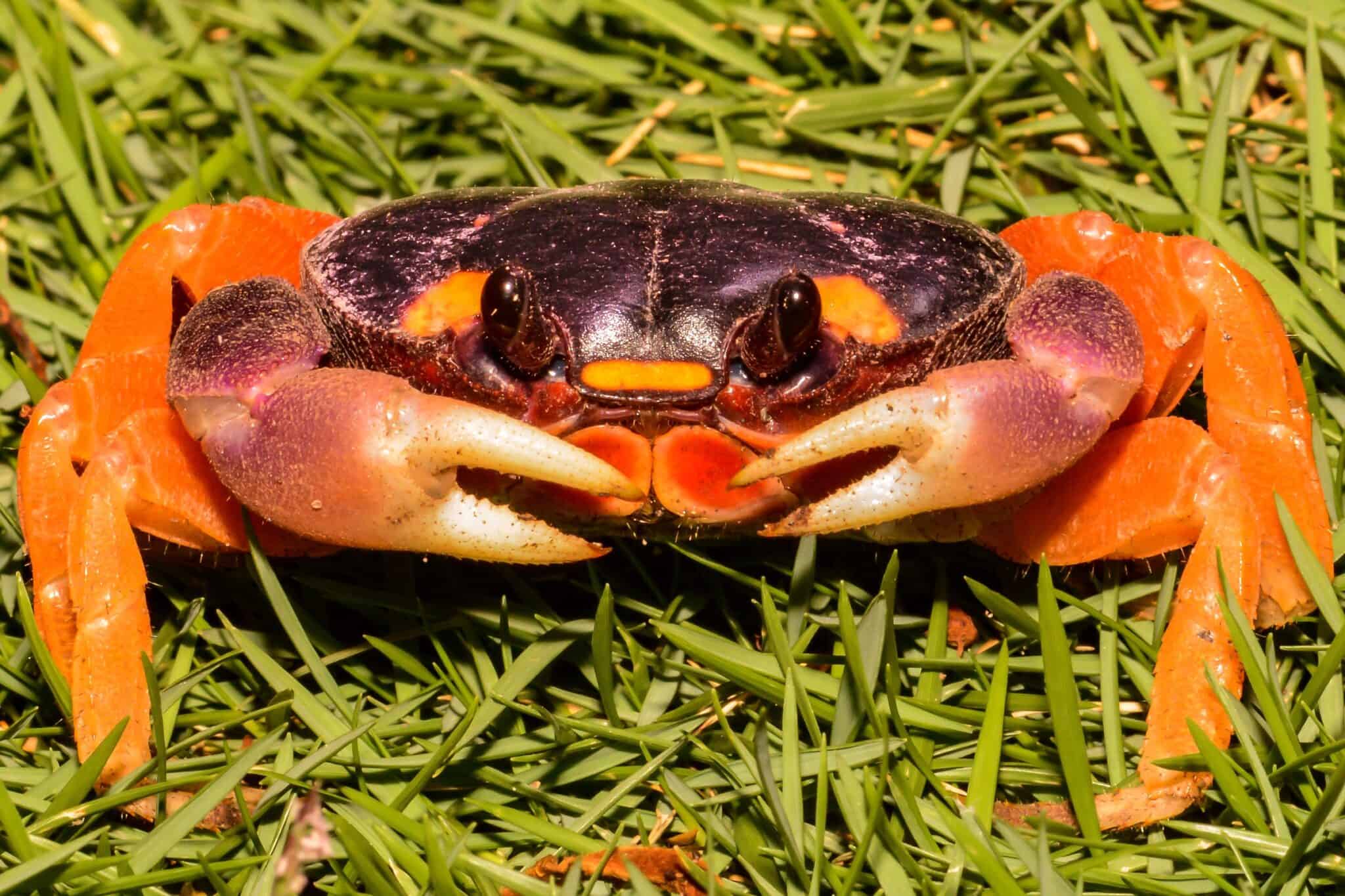 Halloween Moon Crab: A Complete Guide & Pictures