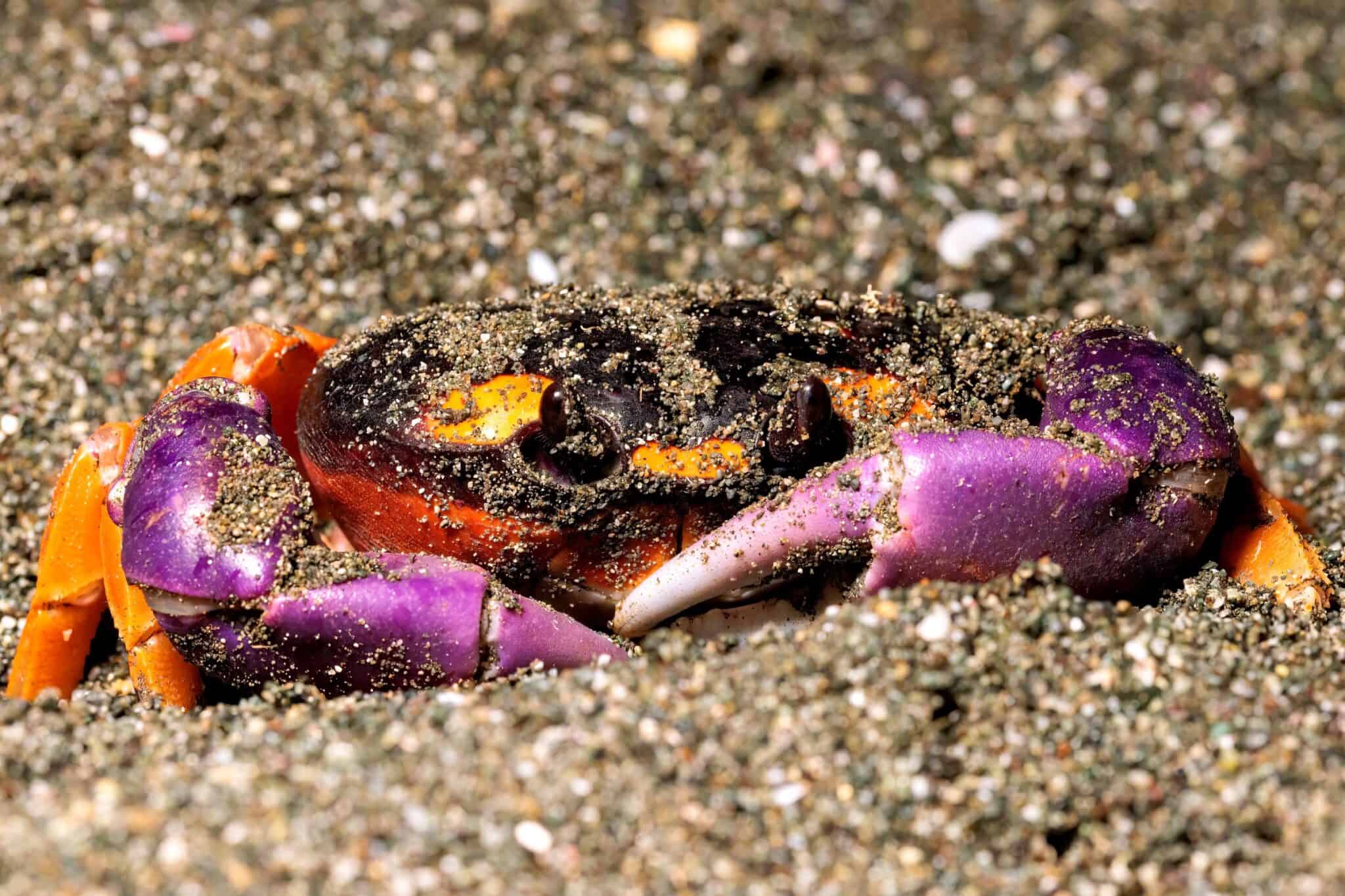 Halloween Moon Crab: A Complete Guide & Pictures