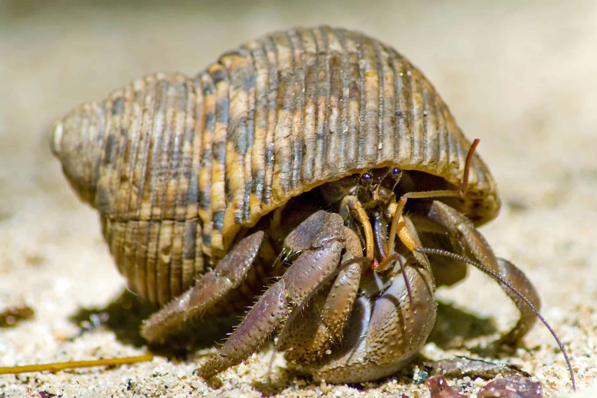 How Long Do Hermit Crabs Live? (In Captivity & In the Wild)