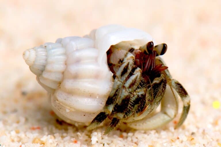 How Long Do Hermit Crabs Live? (In Captivity & In the Wild)