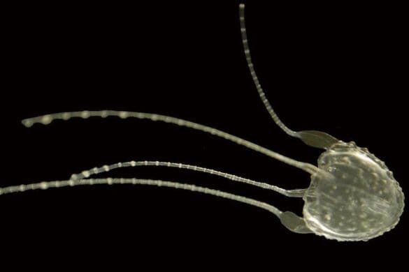 26 Different Types of Jellyfish in the Ocean