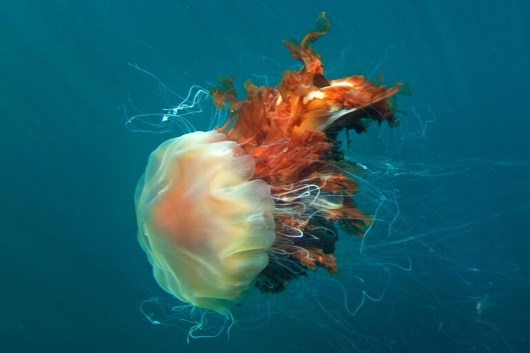 26 Different Types of Jellyfish in the Ocean