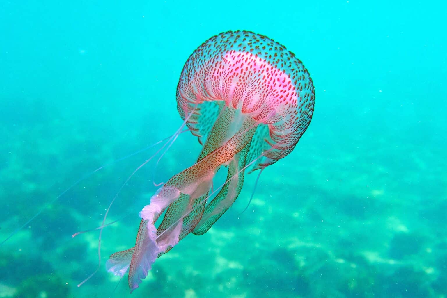 26 Different Types of Jellyfish in the Ocean