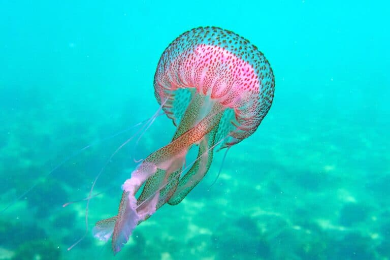 26 Different Types of Jellyfish in the Ocean
