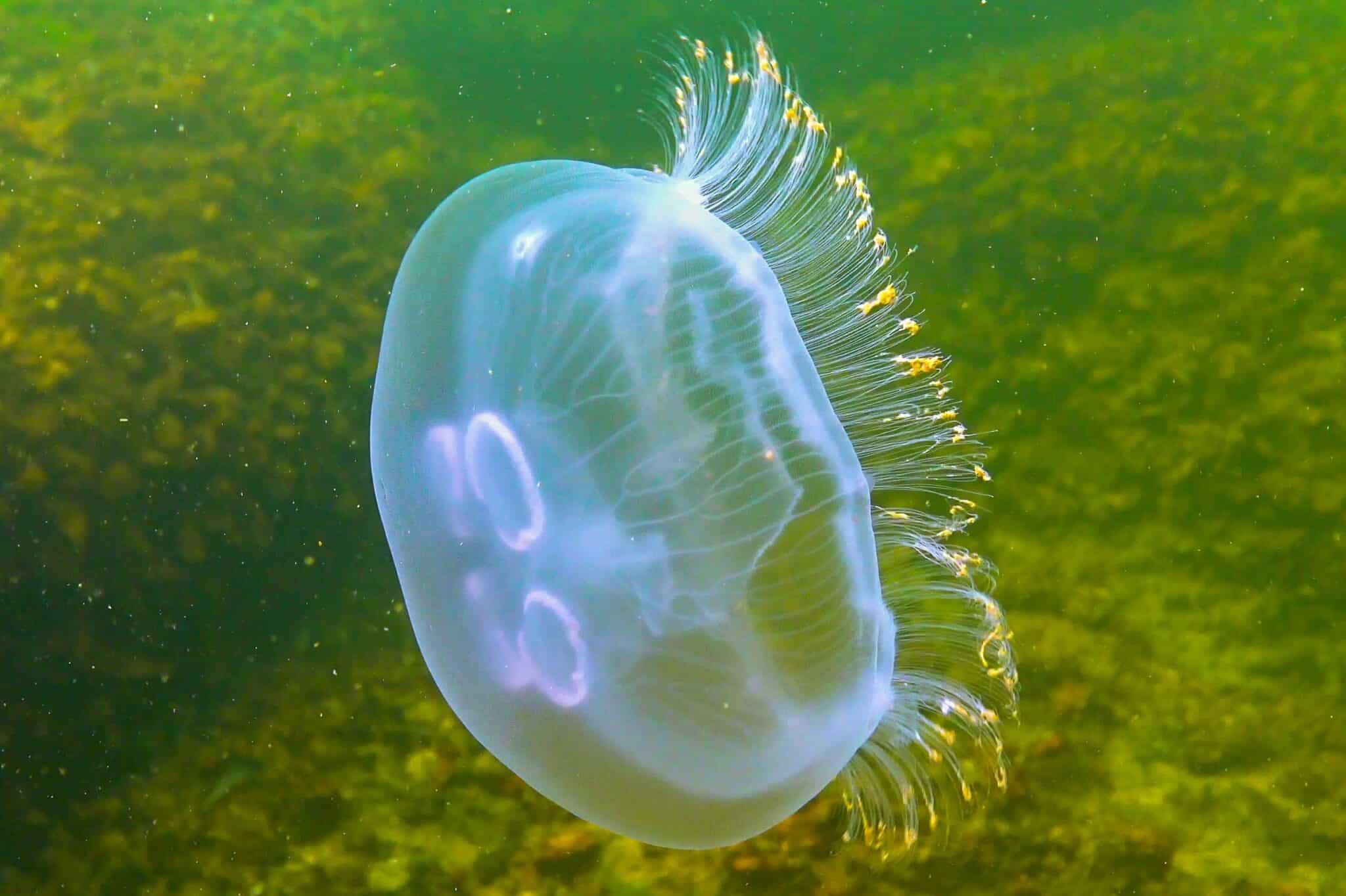 26 Different Types of Jellyfish in the Ocean