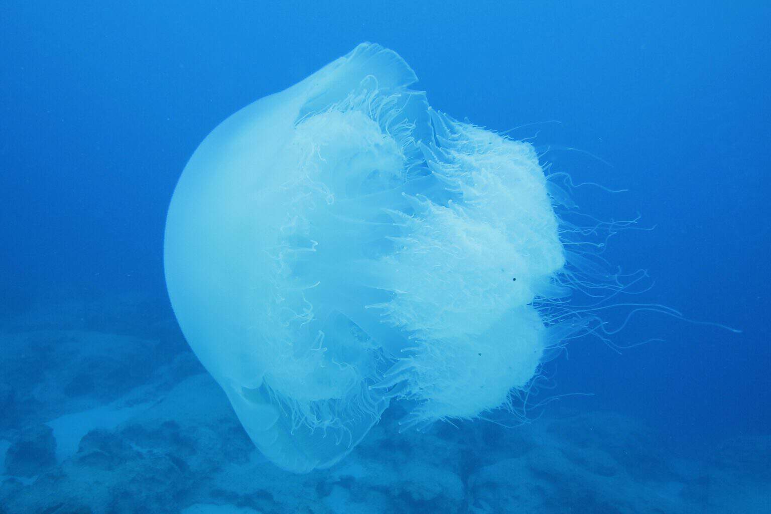 26 Different Types of Jellyfish in the Ocean