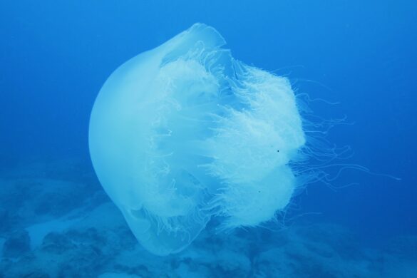 26 Different Types of Jellyfish in the Ocean