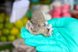 Do Octopuses Make Good Pets? - Things You Need to Know