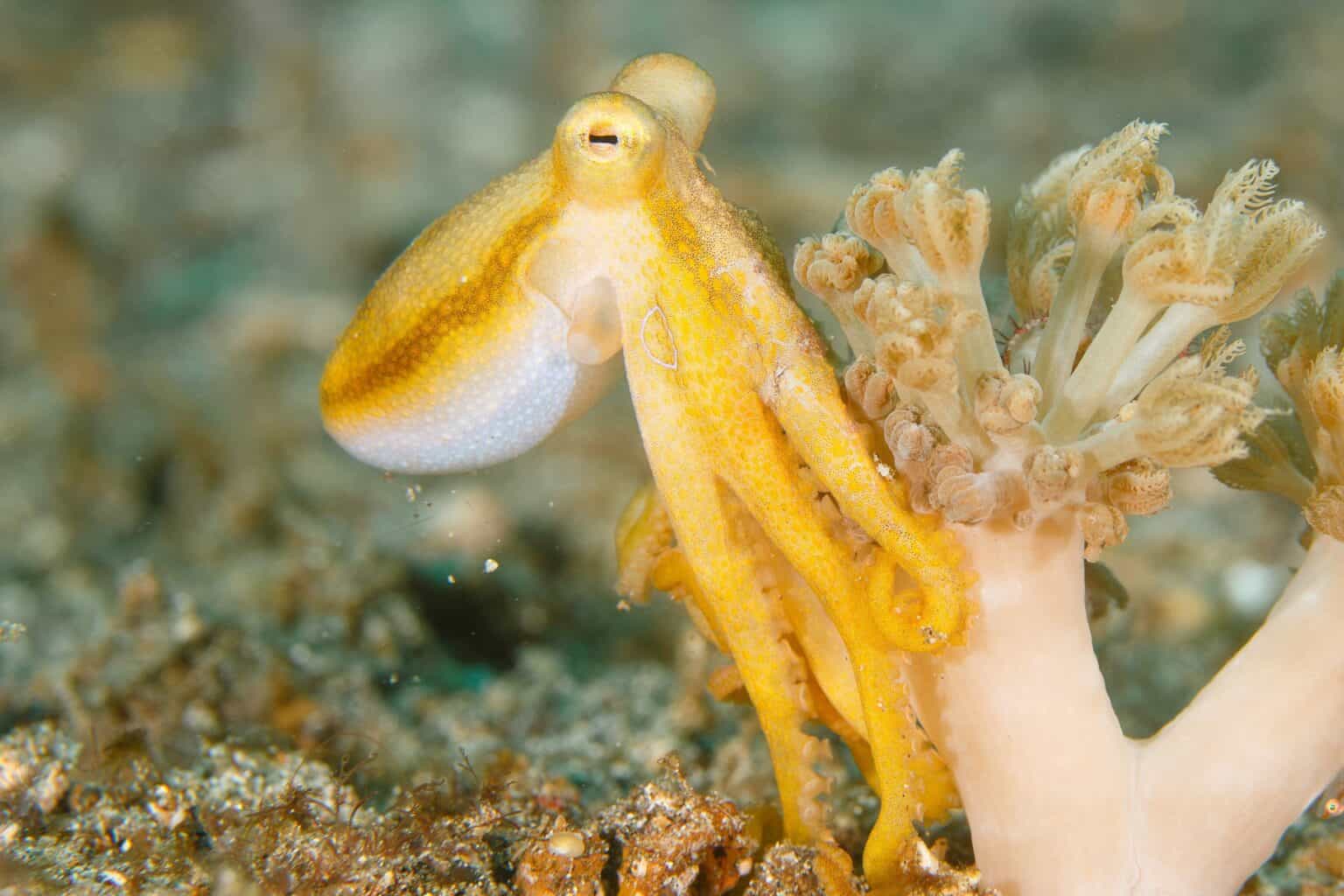 Are Octopuses Venomous or Poisonous? - Aquarium Whisperer