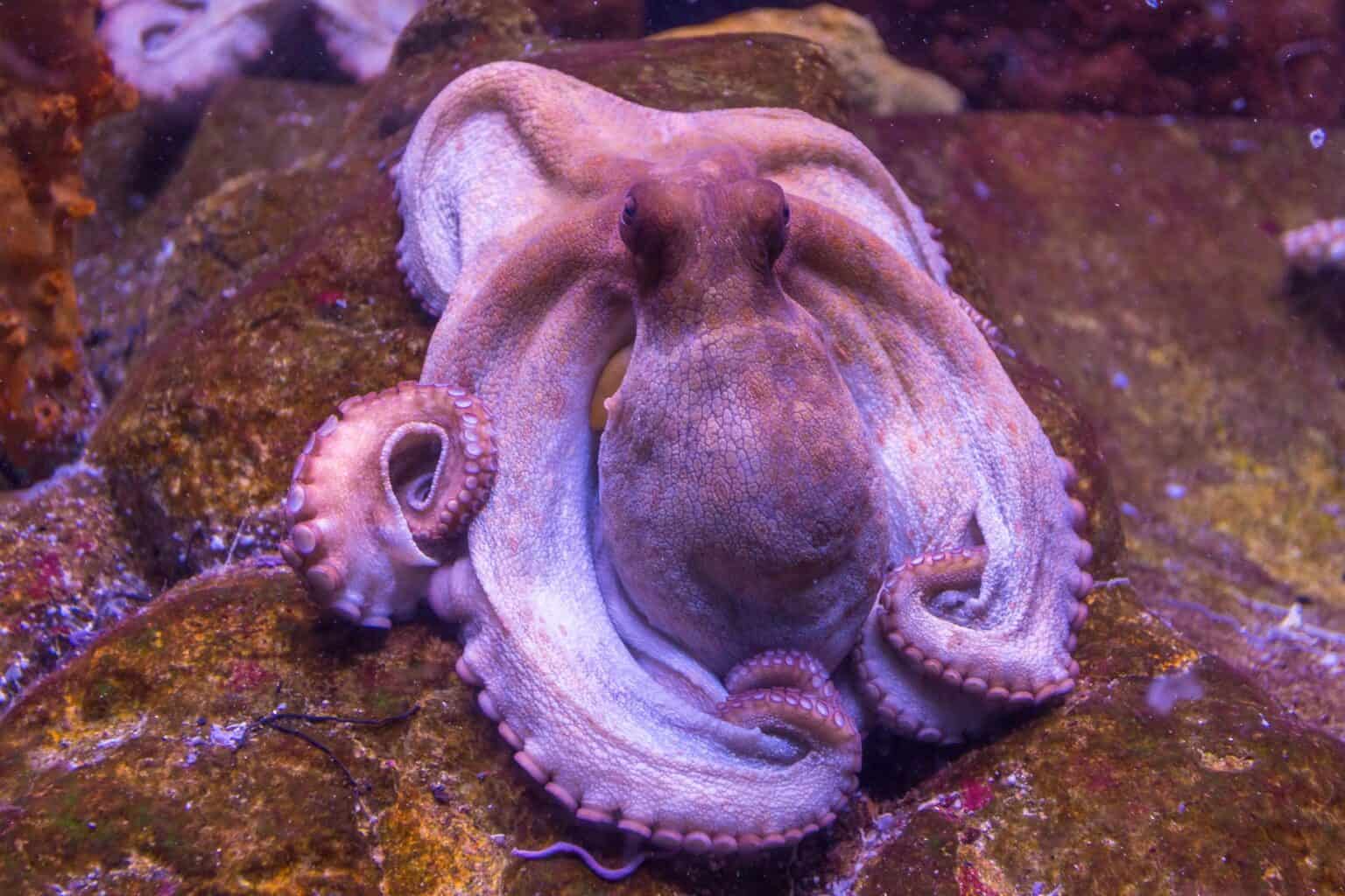 Are There Any Freshwater Octopuses? - Aquarium Whisperer