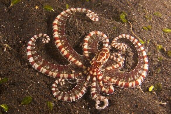 How Long Do Octopuses Live? (In the Wild & In Captivity)