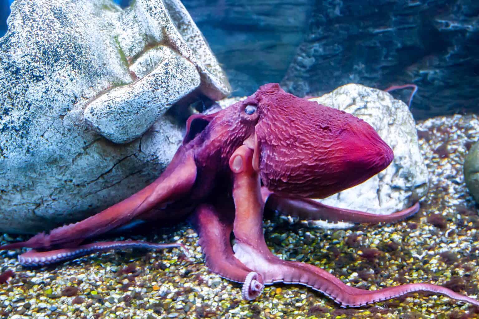 Are There Any Freshwater Octopuses? - Aquarium Whisperer