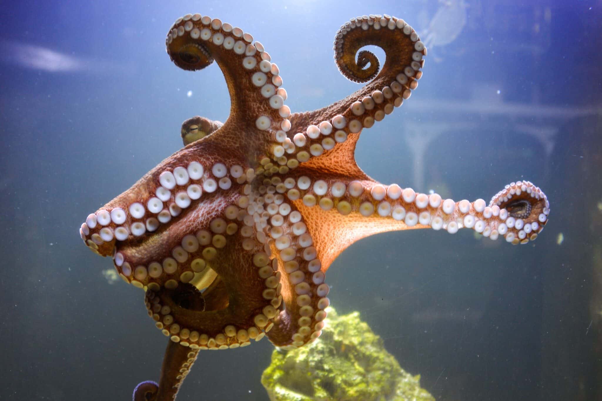 Do Octopuses Make Good Pets? - Things You Need to Know