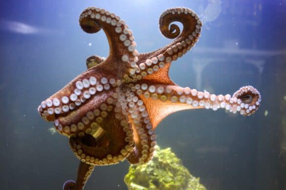 Do Octopuses Make Good Pets? - Things You Need to Know